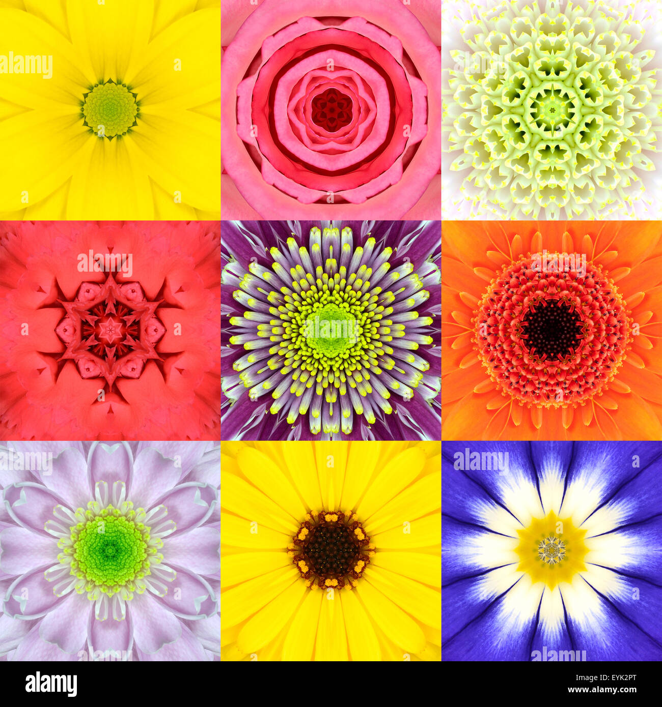 Collection Set of Nine Concentric Flower Mandalas. Full Frame Flower ...