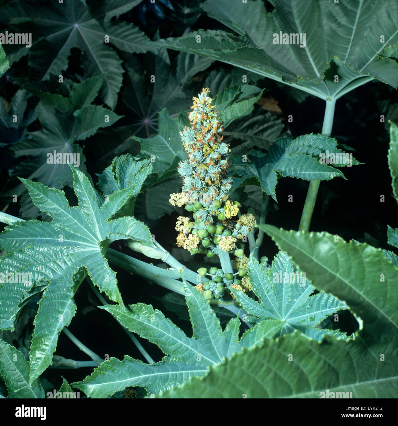 Rizinus, Ricinus Communis, Giftpflanze Stock Photo - Alamy