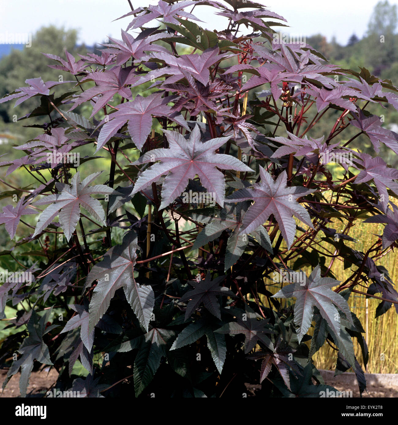 Rizinus, Ricinus Communis, Giftpflanze Stock Photo - Alamy