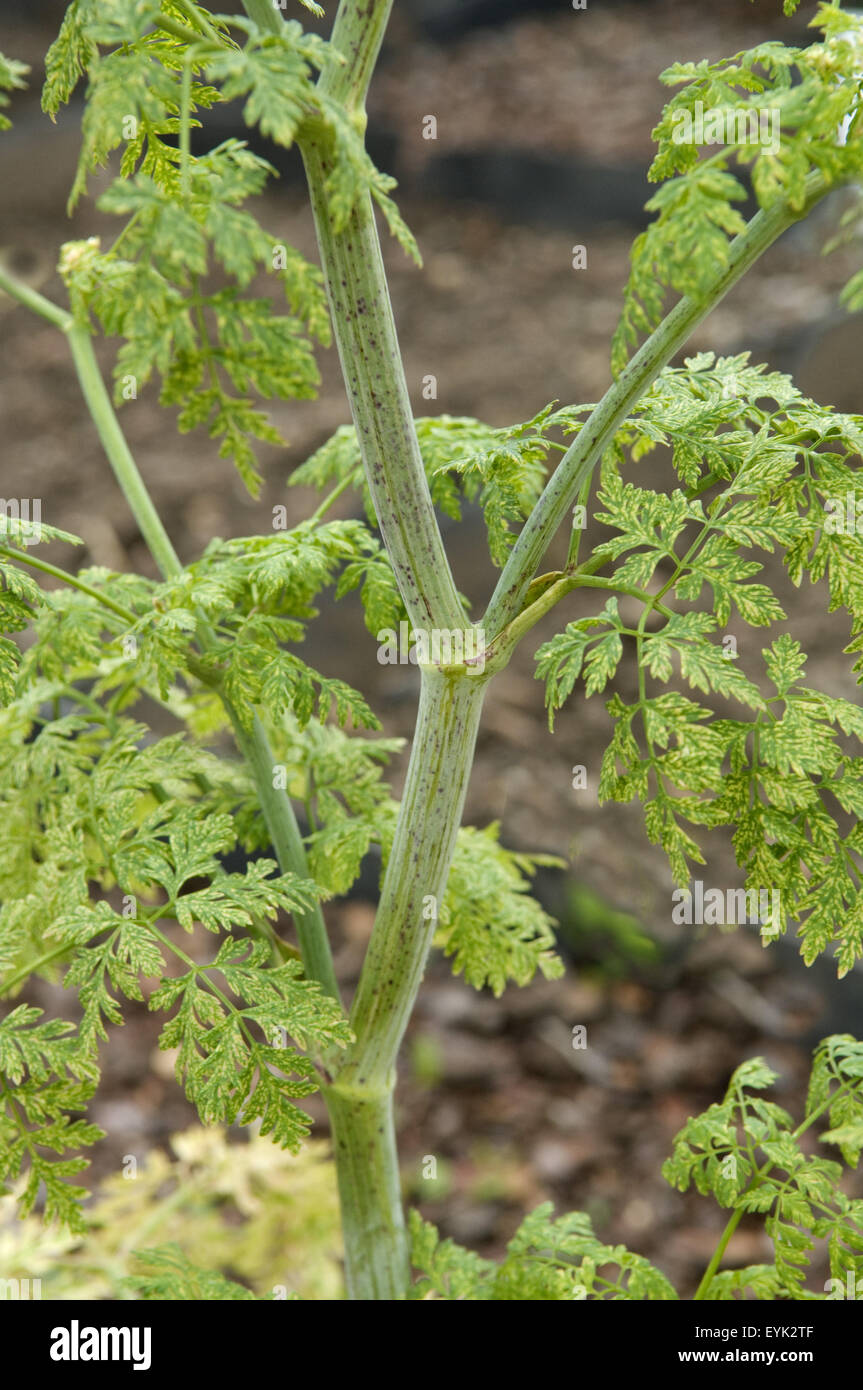 Schierling hi-res stock photography and images - Alamy