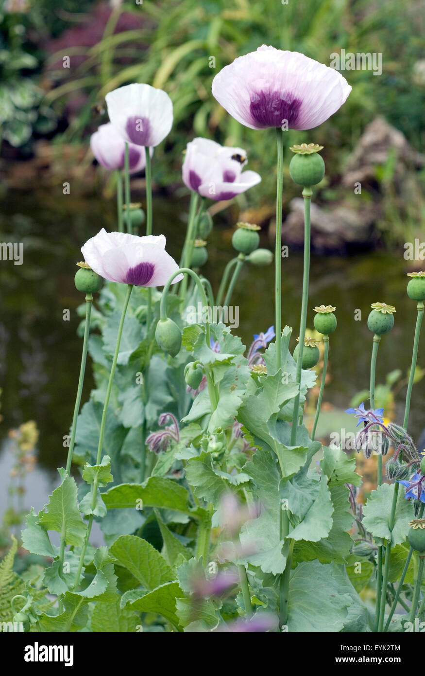 Schlafmohn, Papaver, somniferum, Rauschmittel Stock Photo - Alamy