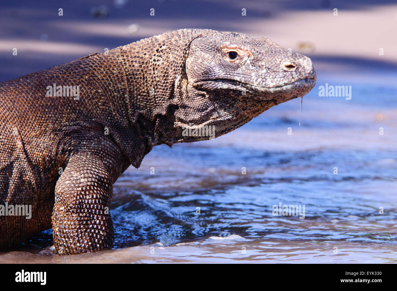 A Komodo Dragon with drool running down its chin stands at the waters ...