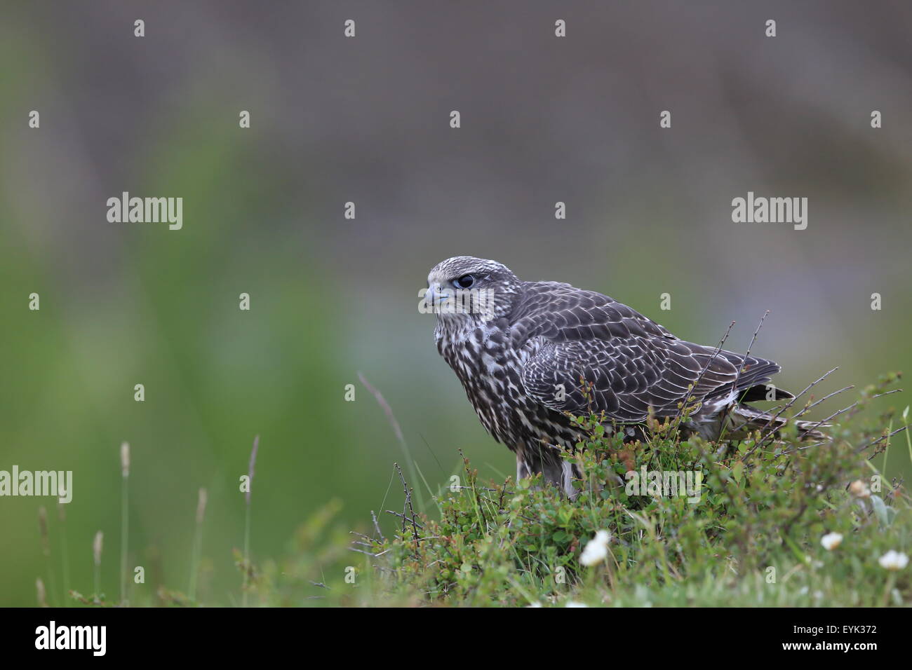 young Gyrfalcon Gerfalcon Iceland Stock Photo - Alamy