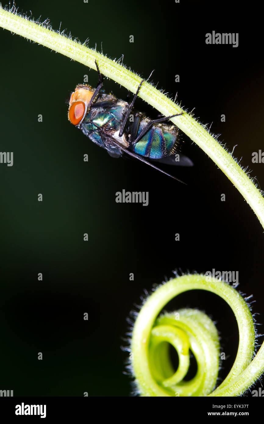 Fly Close Up Stock Photo - Alamy