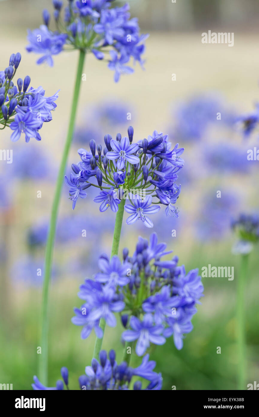 Agapanthus 'Lyn Valley'. African blue lily Stock Photo - Alamy