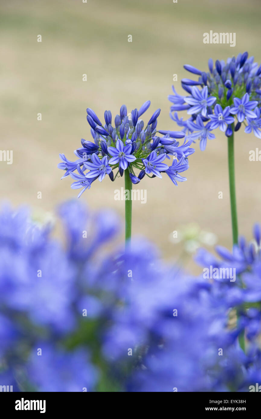 Agapanthus 'Lyn Valley'. African blue lily Stock Photo - Alamy
