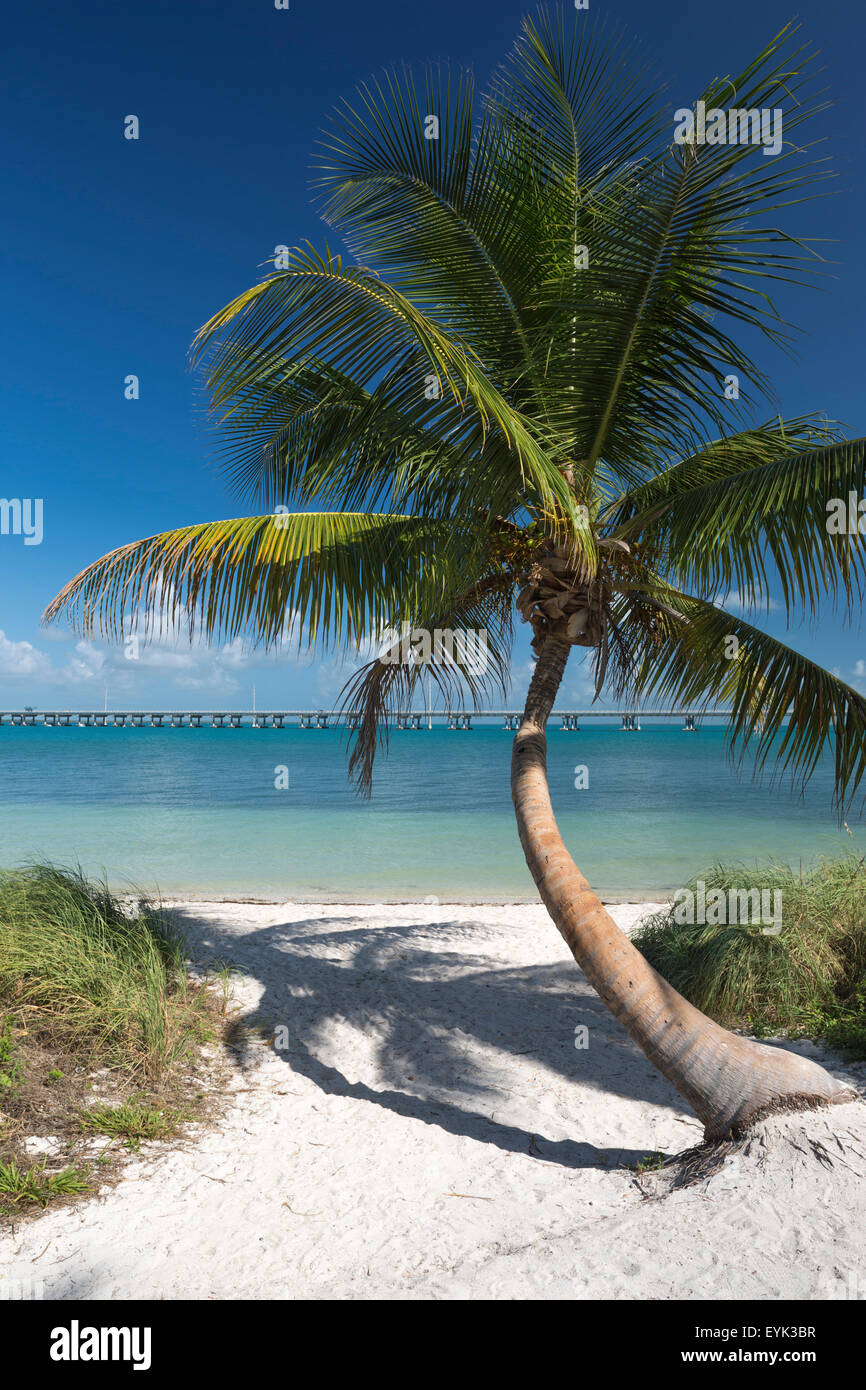 PALM TREE CALUSA BEACH BAHIA HONDA STATE PARK BAHIA HONDA KEY FLORIDA ...