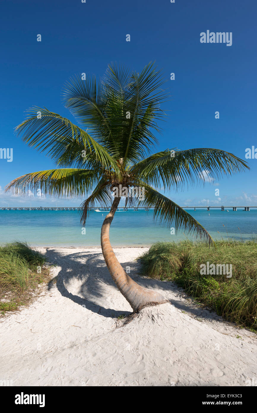 PALM TREE CALUSA BEACH BAHIA HONDA STATE PARK BAHIA HONDA KEY FLORIDA ...