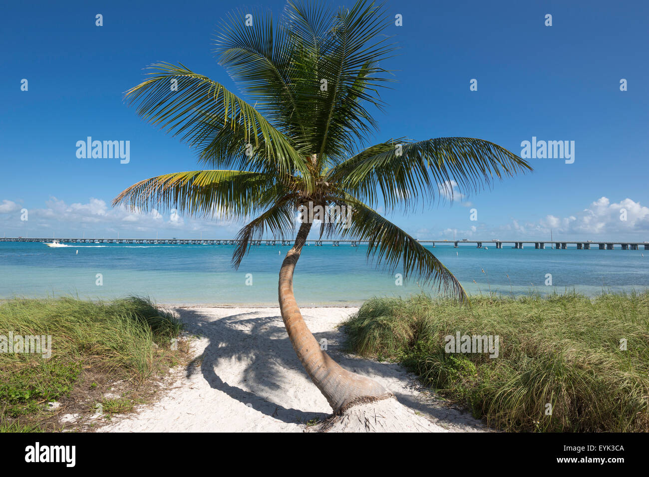 PALM TREE CALUSA BEACH BAHIA HONDA STATE PARK BAHIA HONDA KEY FLORIDA ...