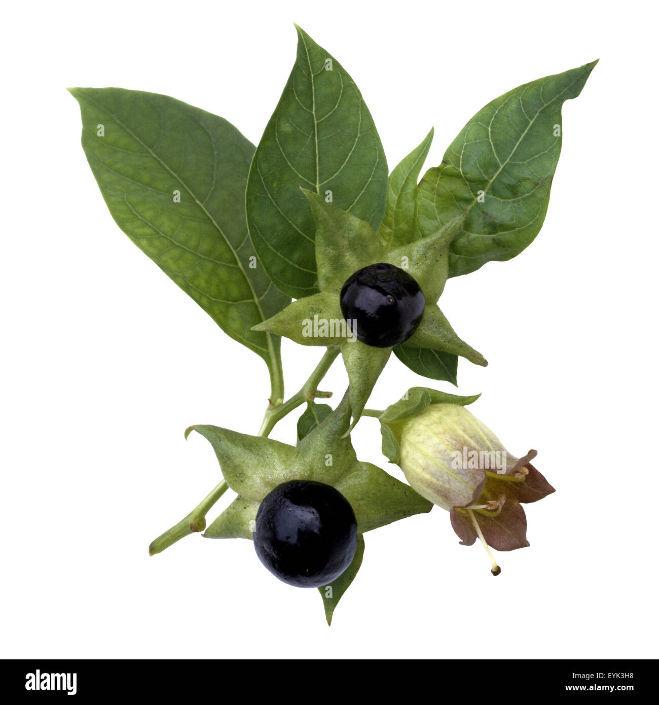 Tollkirsche; Atropa Bella-donna; Beeren Stock Photo - Alamy