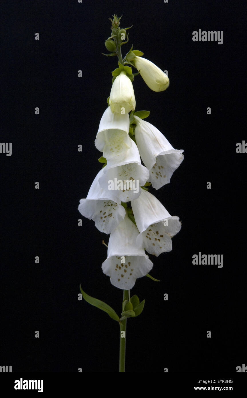 Digitalis purp hi-res stock photography and images - Alamy