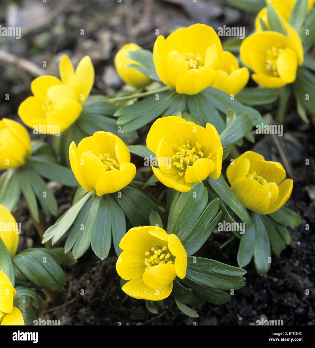 Winterling, Eranthis, hyemalis Stock Photo - Alamy