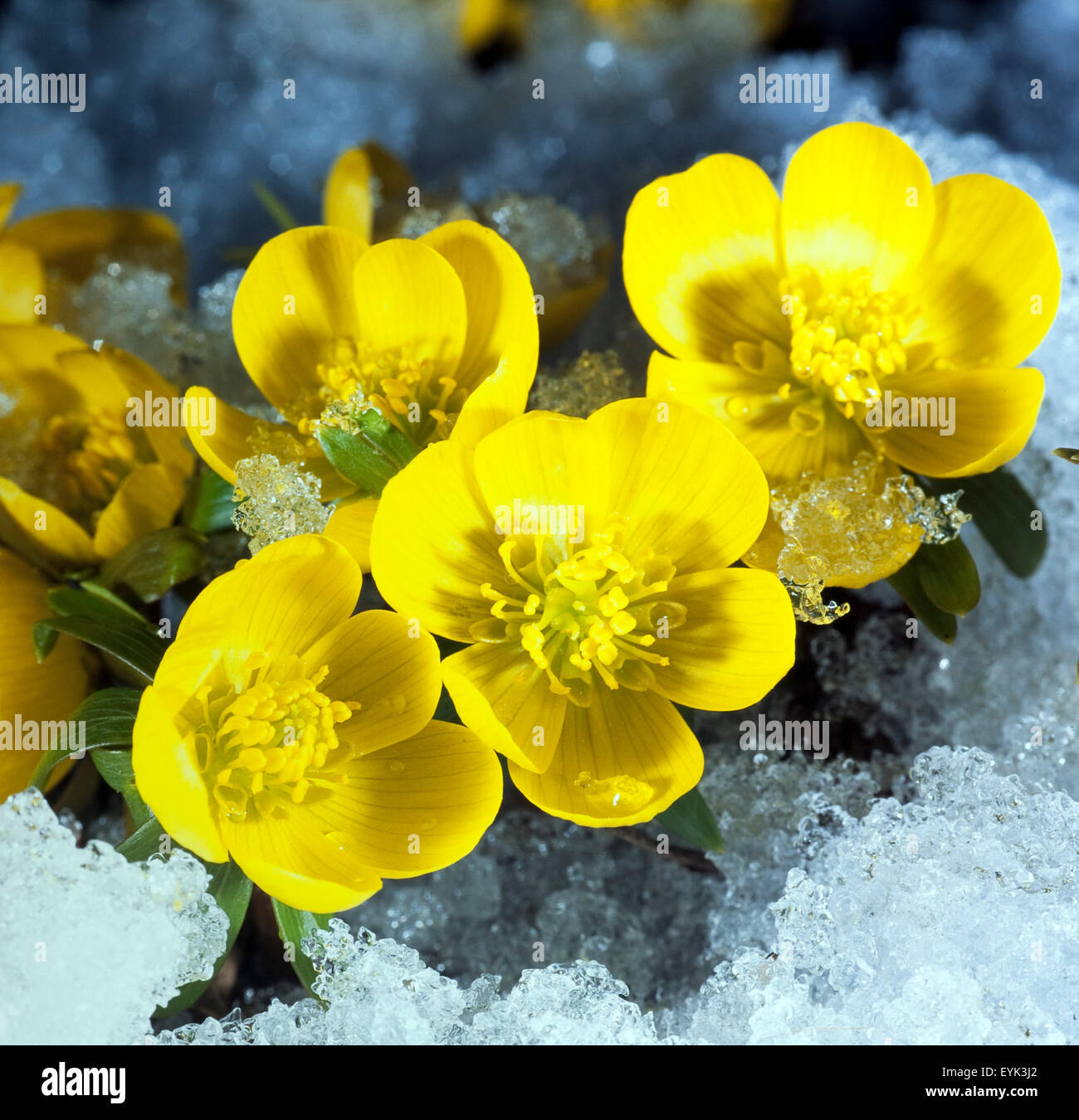 Winterling, Eranthis, hyemalis Stock Photo - Alamy