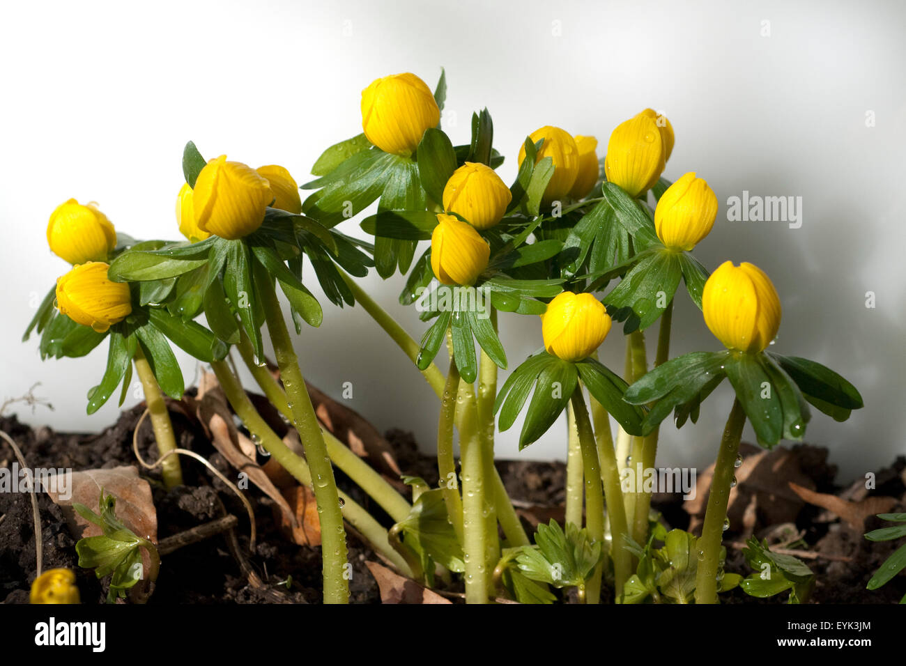 Winterling, Eranthis, hyemalis Stock Photo - Alamy
