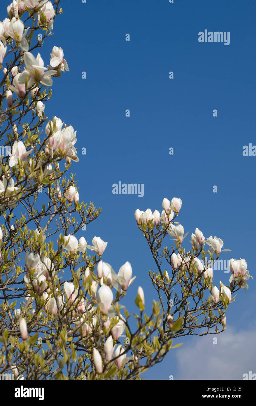 Blue Magnolia High Resolution Stock Photography and Images - Alamy
