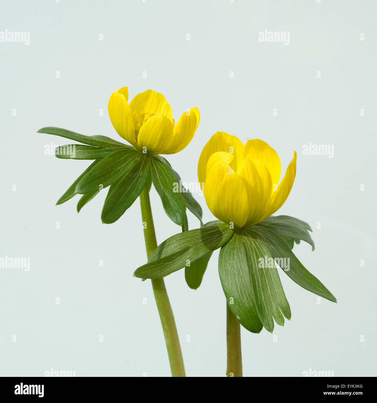 Winterling, Eranthis, hyemalis Stock Photo - Alamy