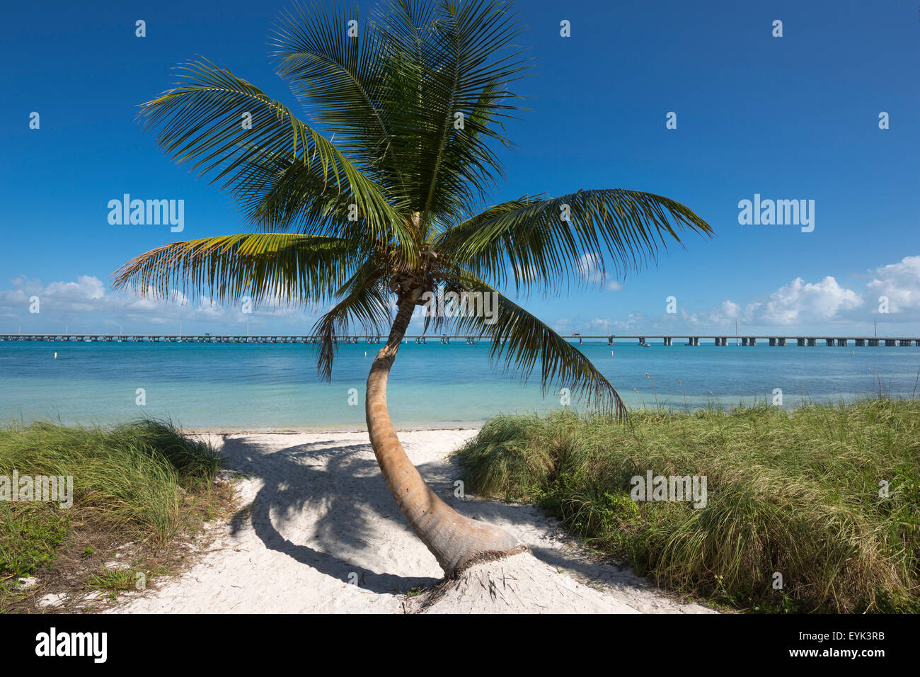 PALM TREE CALUSA BEACH BAHIA HONDA STATE PARK BAHIA HONDA KEY FLORIDA ...