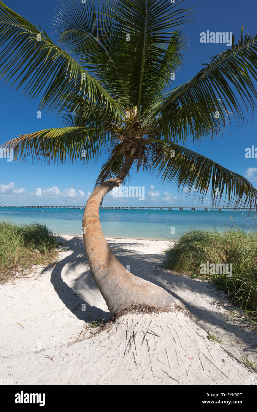PALM TREE CALUSA BEACH BAHIA HONDA STATE PARK BAHIA HONDA KEY FLORIDA ...