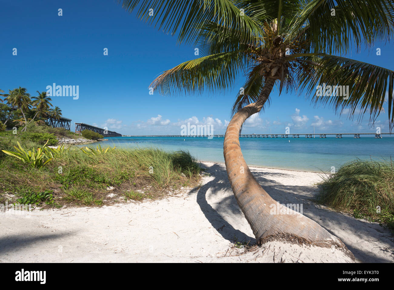 PALM TREE CALUSA BEACH BAHIA HONDA STATE PARK BAHIA HONDA KEY FLORIDA ...
