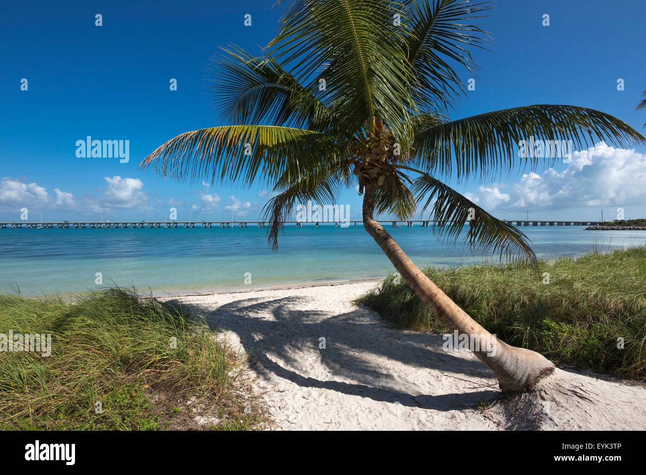 PALM TREE CALUSA BEACH BAHIA HONDA STATE PARK BAHIA HONDA KEY FLORIDA ...