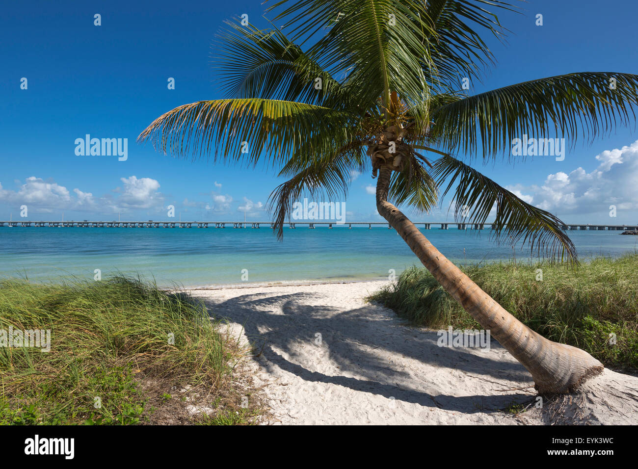 PALM TREE CALUSA BEACH BAHIA HONDA STATE PARK BAHIA HONDA KEY FLORIDA ...