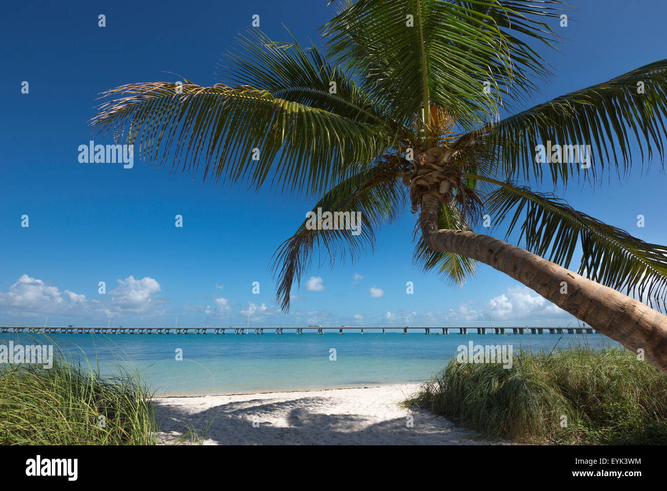 PALM TREE CALUSA BEACH BAHIA HONDA STATE PARK BAHIA HONDA KEY FLORIDA ...