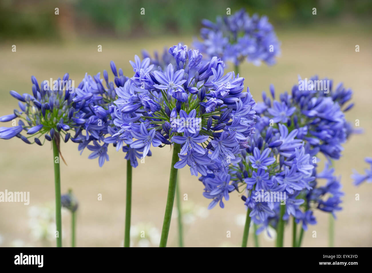 Agapanthus 'Lyn Valley'. African blue lily Stock Photo - Alamy
