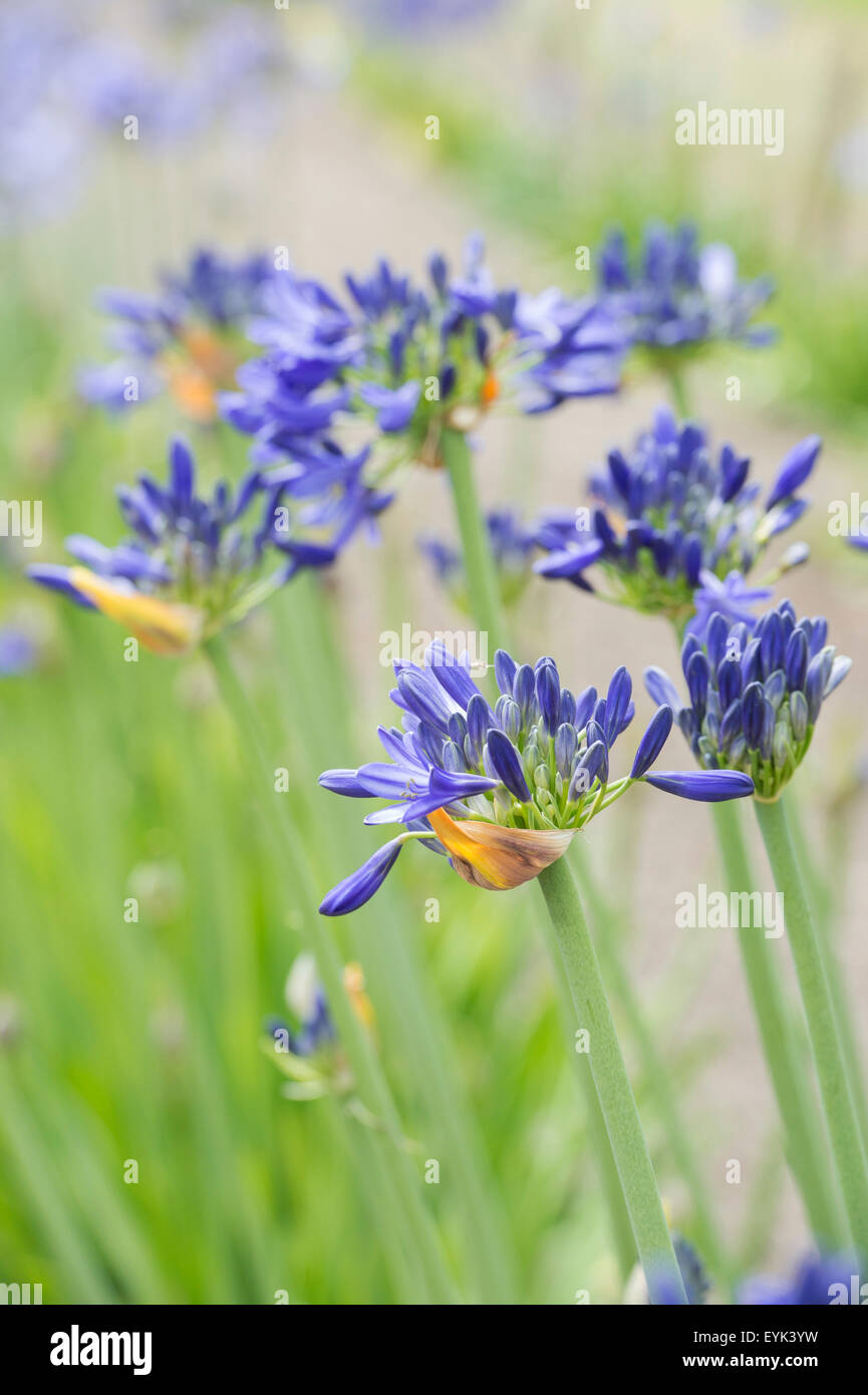 Agapanthus 'Marnie'. African blue lily Stock Photo - Alamy