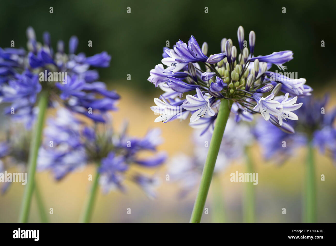 African lily hi-res stock photography and images - Alamy