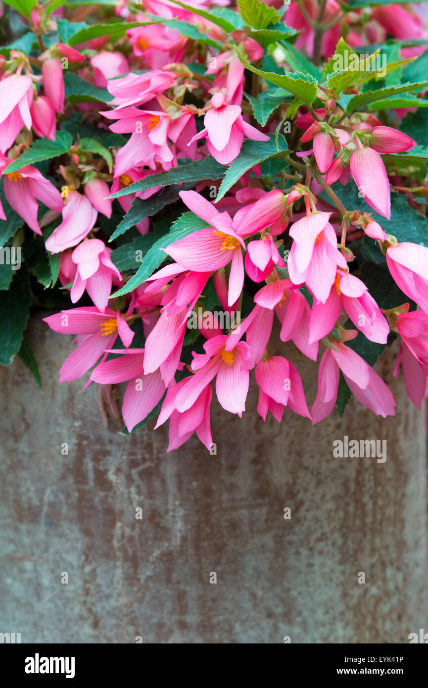 Begonia hi-res stock photography and images - Alamy