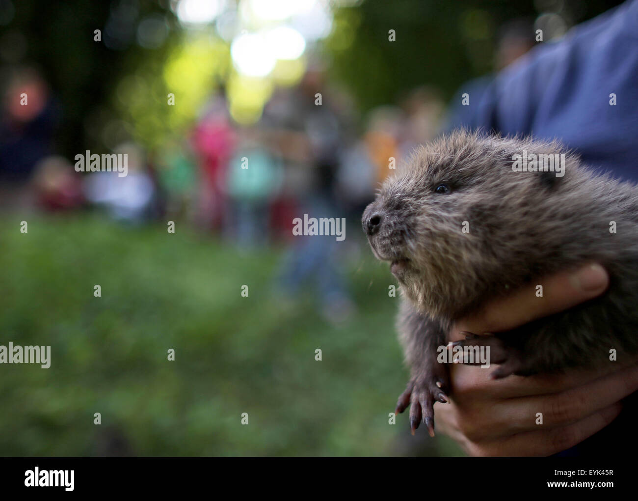 Baby beaver photo hi-res stock photography and images - Alamy