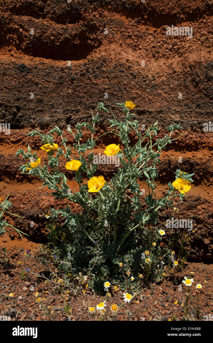 Flowers in volcanic deposit on Santorini Island in the Aegean Sea ...