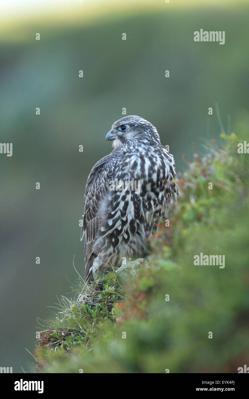 young Gyrfalcon Gerfalcon Iceland Stock Photo - Alamy
