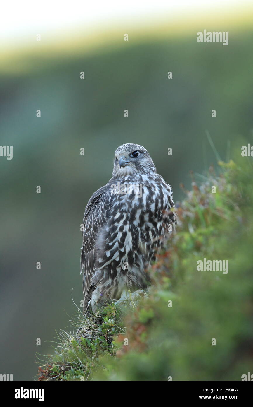 young Gyrfalcon Gerfalcon Iceland Stock Photo - Alamy