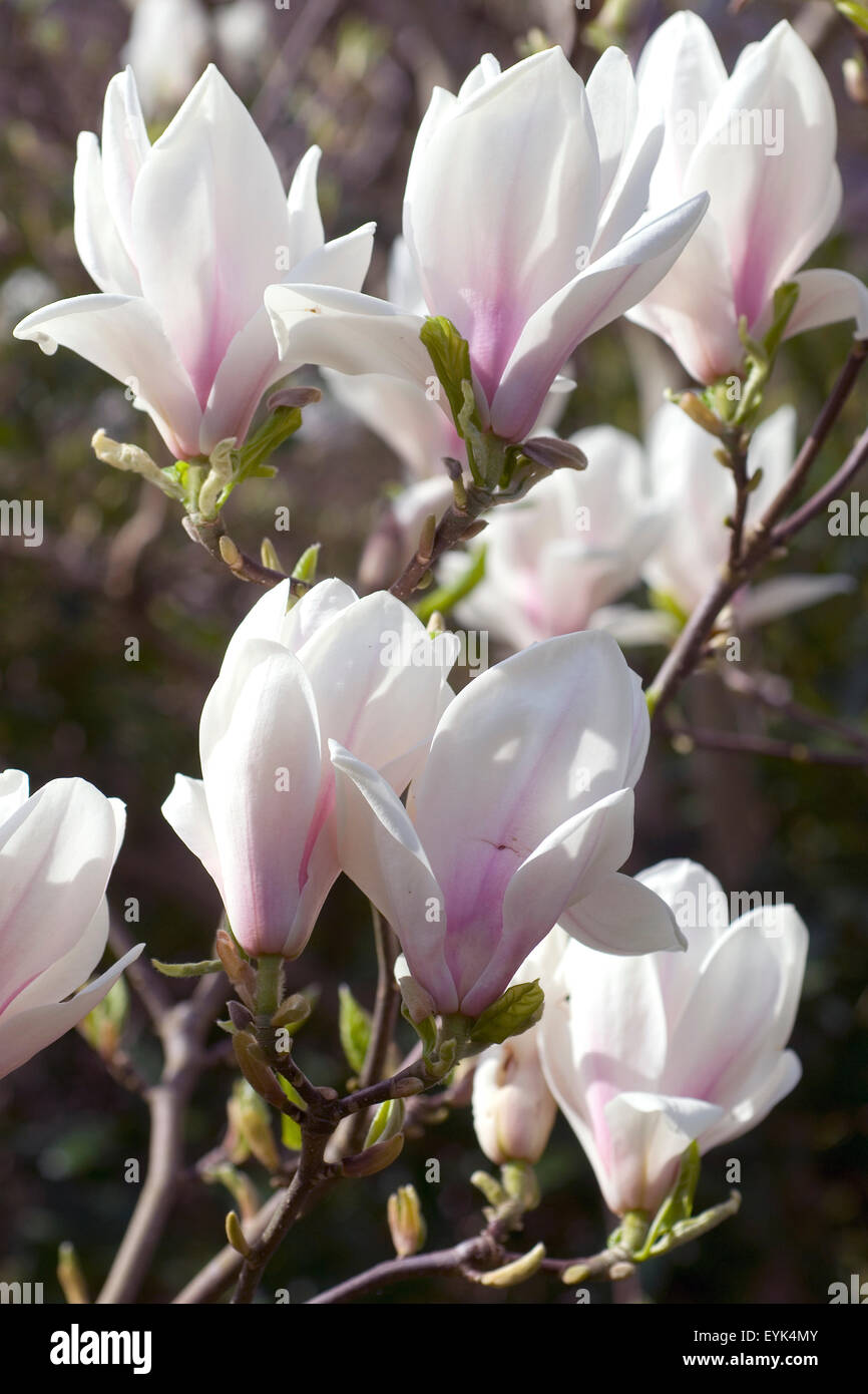 Magnolia tree full bloom hi-res stock photography and images - Alamy