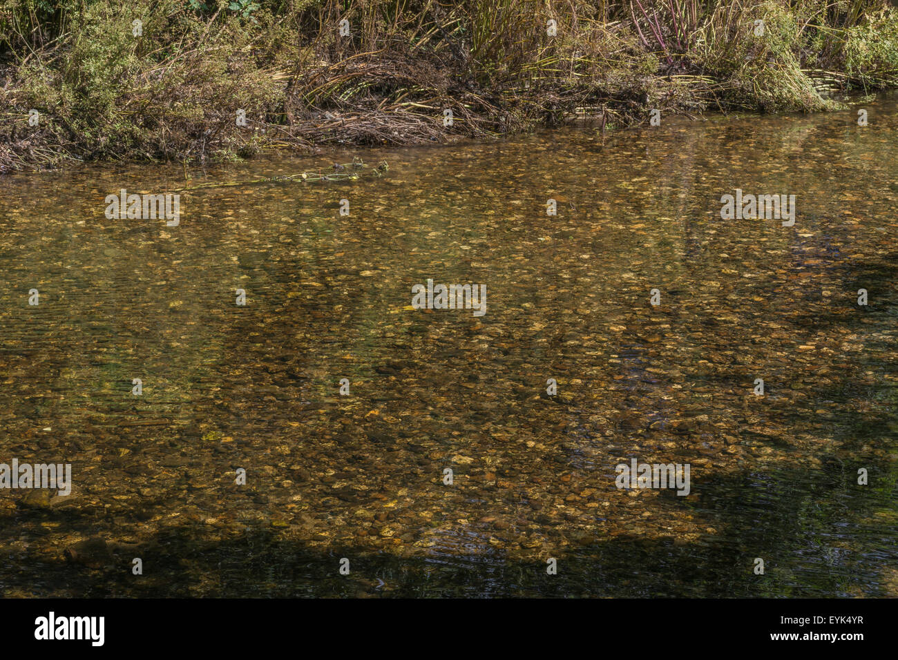 Northern water hemlock hi-res stock photography and images - Alamy