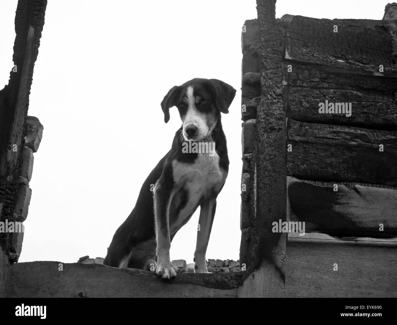 Rustic pet Black and White Stock Photos & Images - Alamy