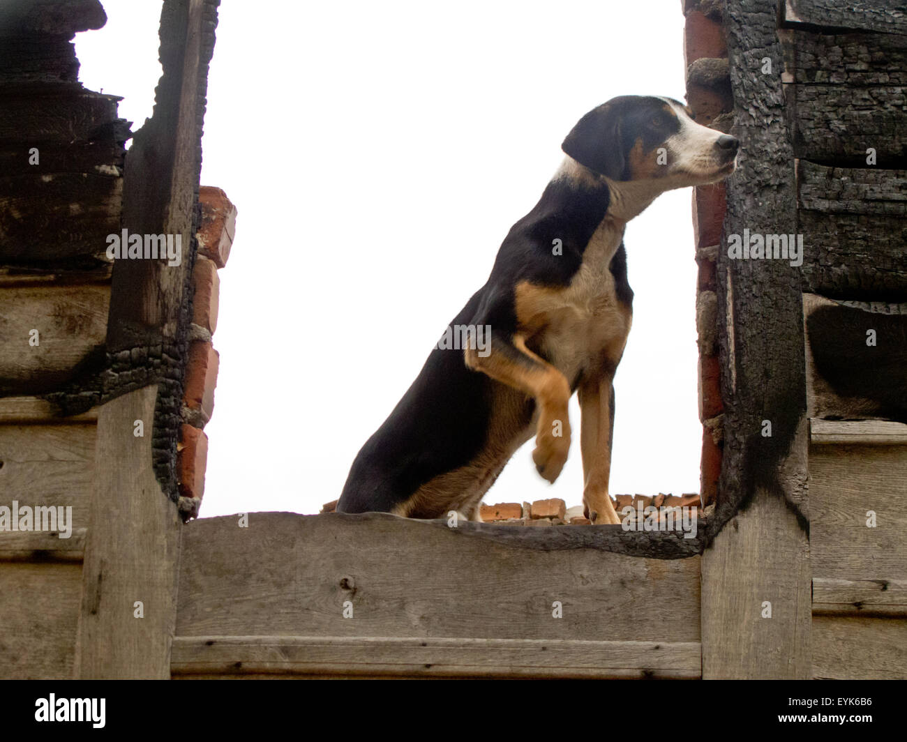 Dog barking and watching hi-res stock photography and images - Alamy