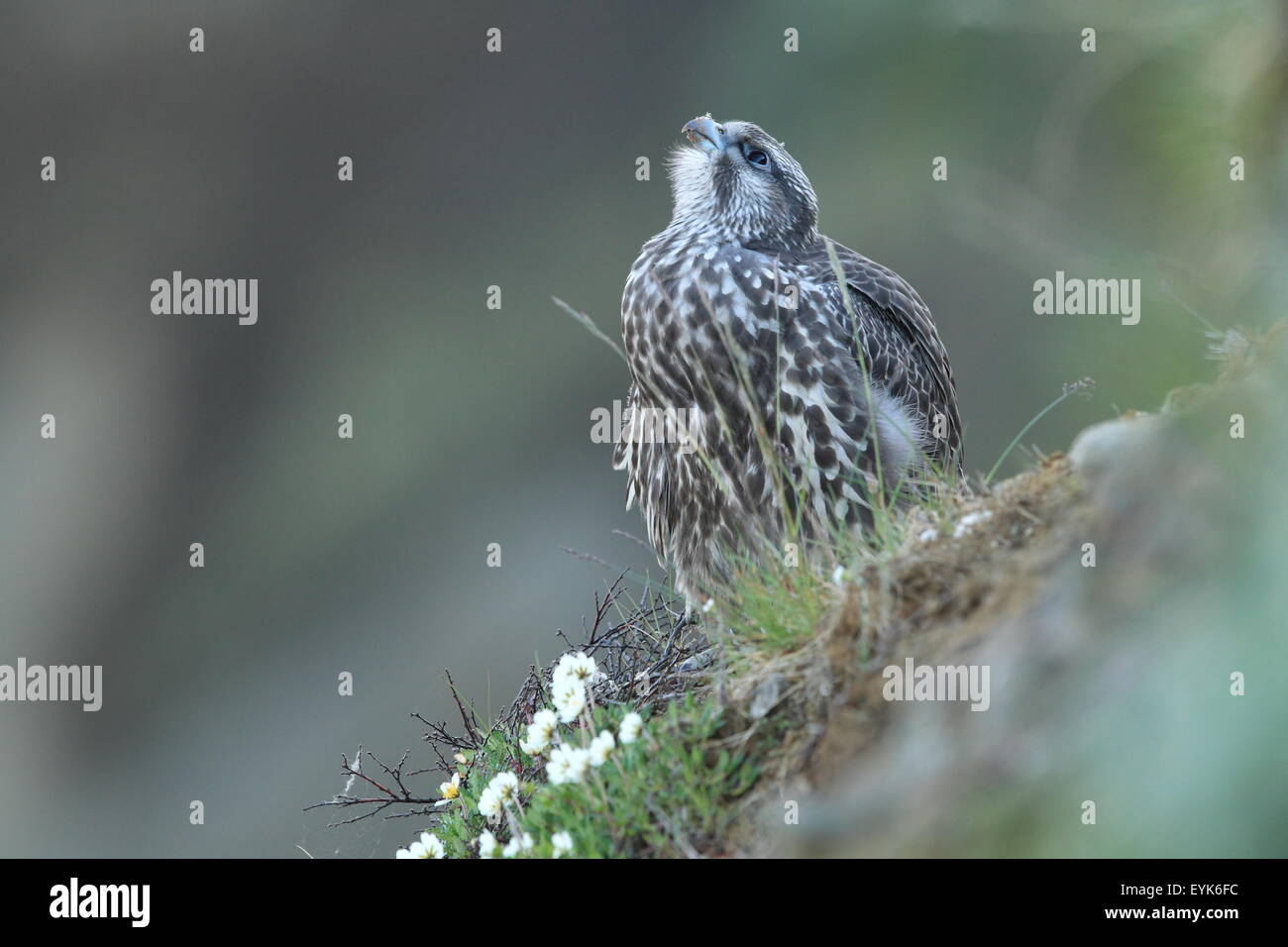young Gyrfalcon Gerfalcon Iceland Stock Photo - Alamy