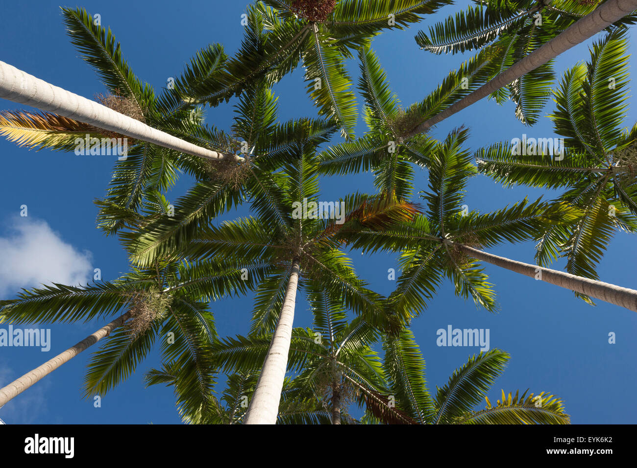TALL PALM TREES Stock Photo - Alamy
