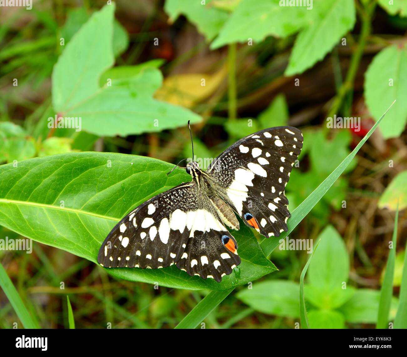 Lime green wings hi-res stock photography and images - Alamy