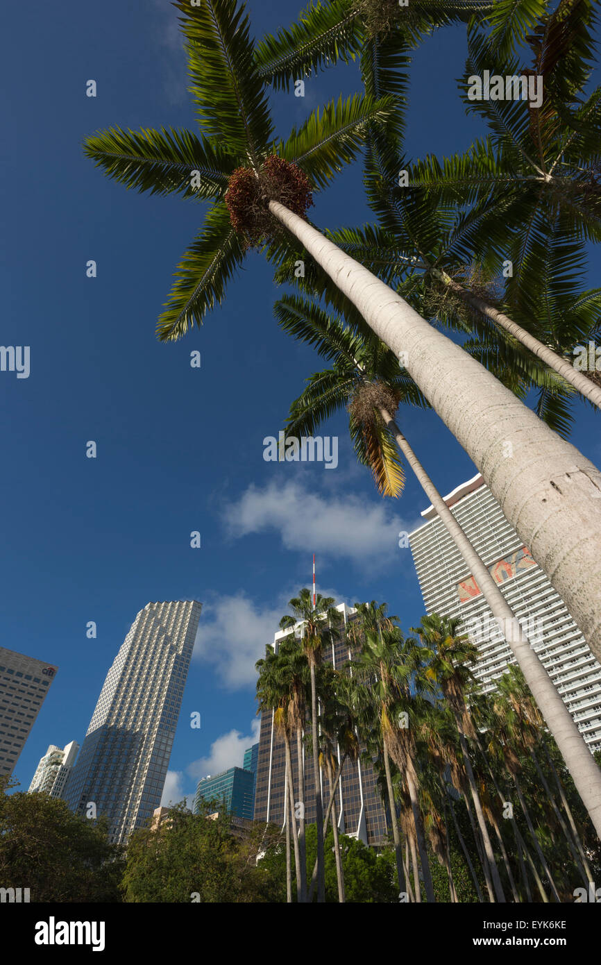 Downtown trees hi-res stock photography and images - Alamy