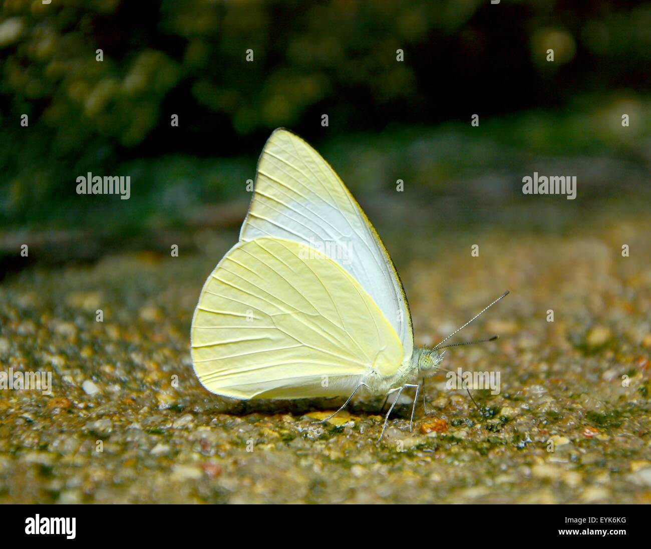 The small yellow-color butterfly on the rock at waterfall Stock Photo ...