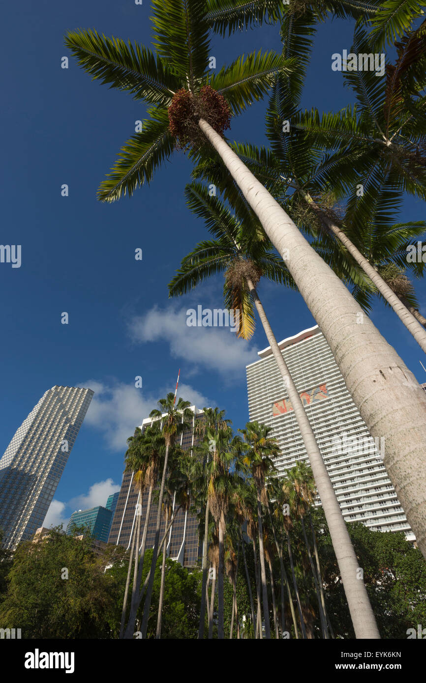 TALL PALM TREES SKYSCRAPERS DOWNTOWN MIAMI FLORIDA USA Stock Photo - Alamy