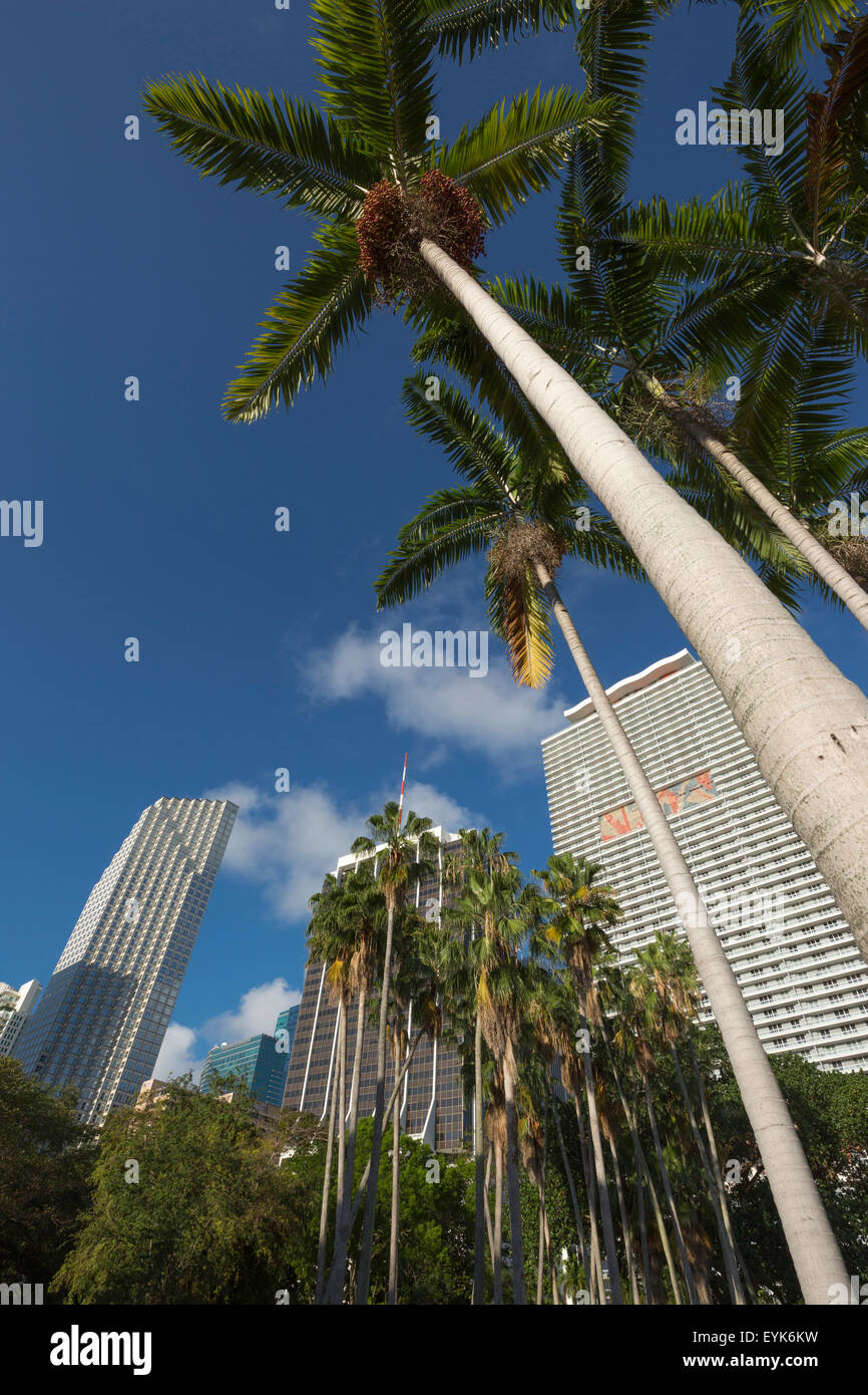 TALL PALM TREES SKYSCRAPERS DOWNTOWN MIAMI FLORIDA USA Stock Photo - Alamy