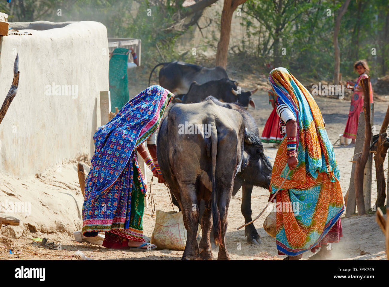 India, Gujarat, Kutch, Hodka village, Harijan ethnic group Stock Photo ...
