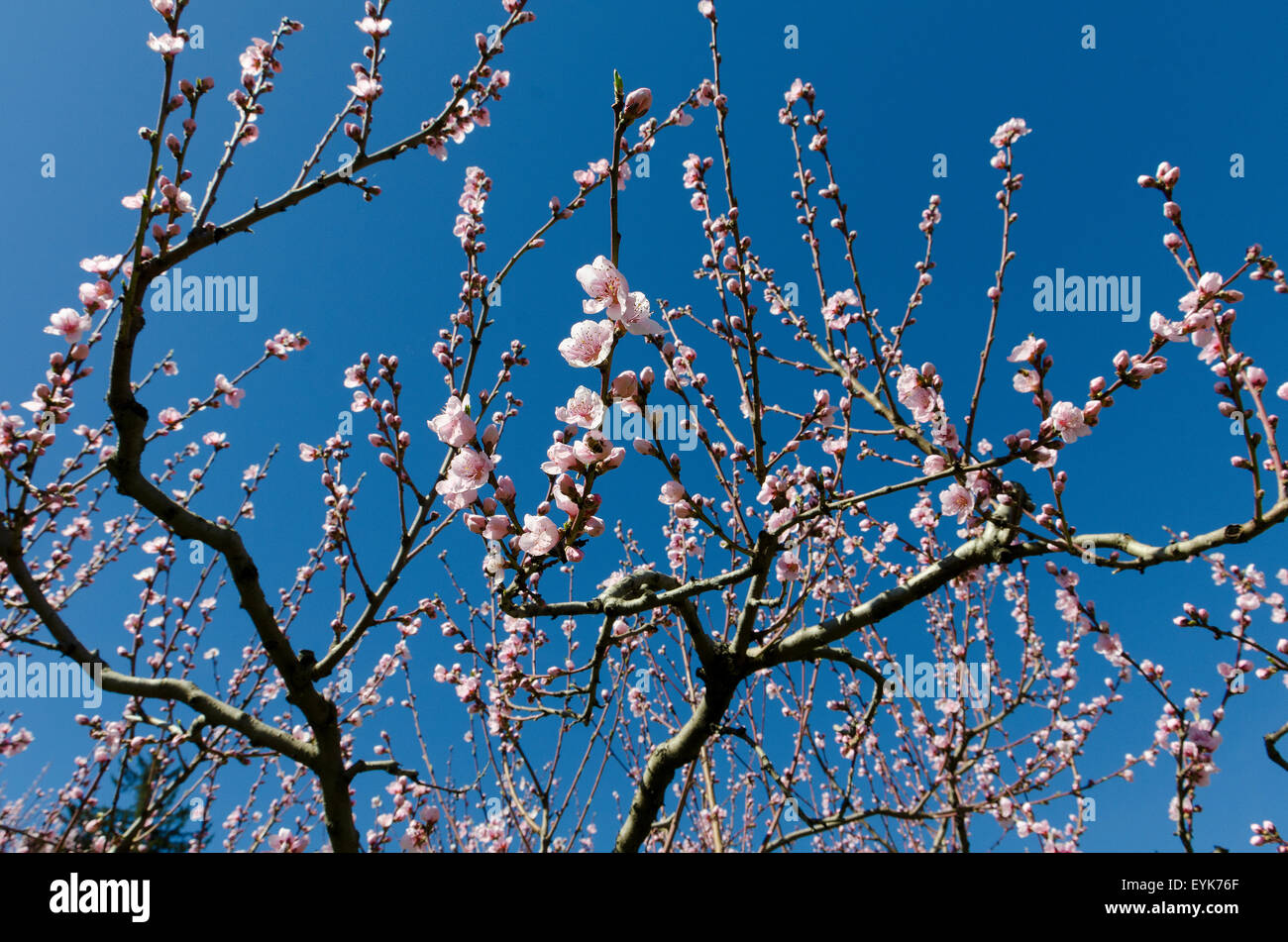 Italy, Piedmont, Roero, peach trees in blossom Stock Photo - Alamy