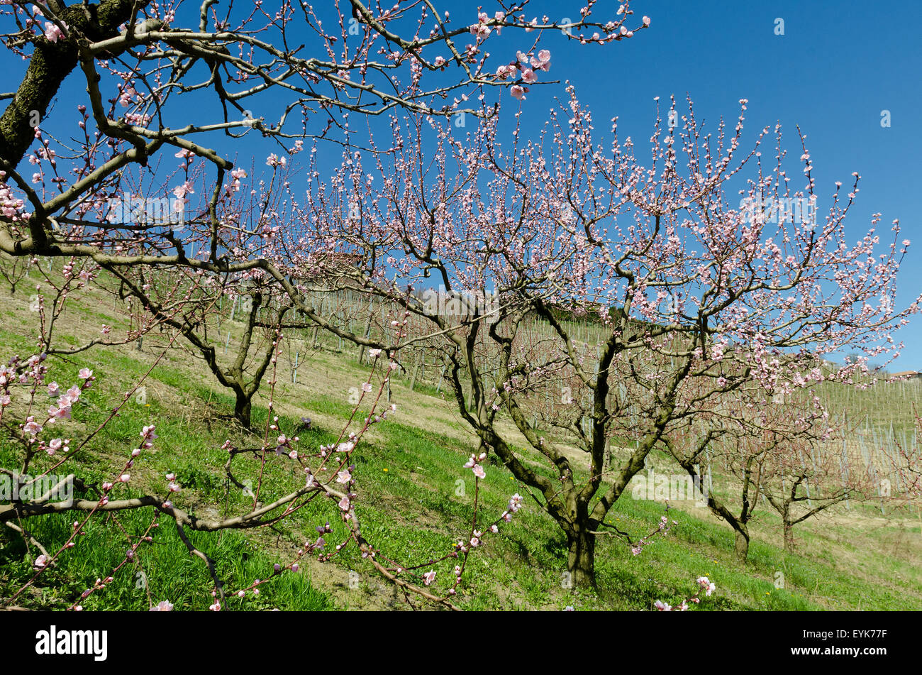 Italy, Piedmont, Roero, peach trees in blossom Stock Photo - Alamy