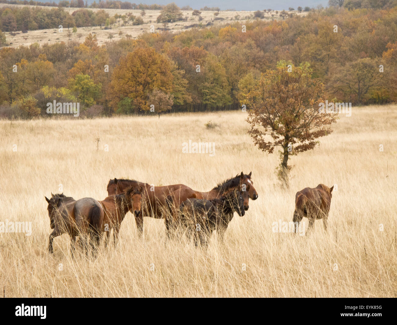 Autumn scene horses hi-res stock photography and images - Alamy