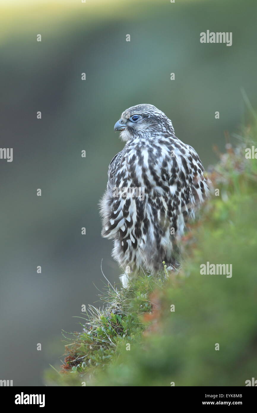 young Gyrfalcon Gerfalcon Iceland Stock Photo - Alamy